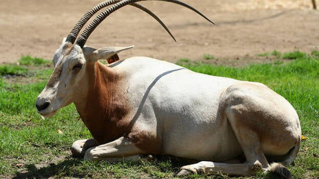 Nacen en México dos antílopes de una especie extinguida en la vida ...