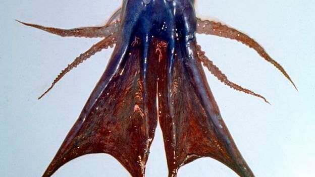 Fumarolas hidrotermales y especies gigantes, enigmas que ocultan los ...