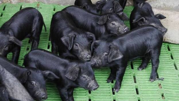 El cochino negro canario, un animal extraordinario | Canarias7