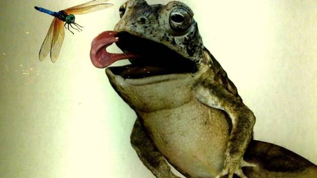 La saliva reversible es un arma secreta de caza de las ranas | Canarias7