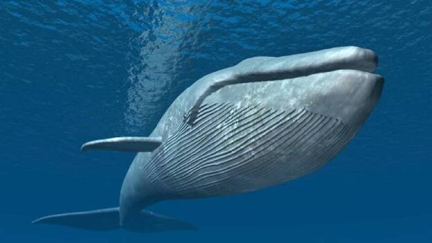 Los antepasados de las ballenas barbadas ya tenían un oído excelente ...