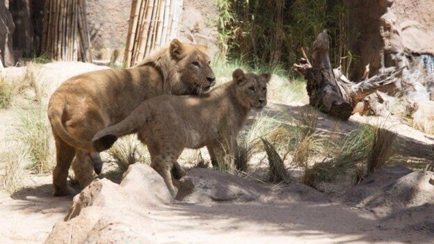 Loro Parque recibe al león africano que reinará en Lion’s Kingdom ...