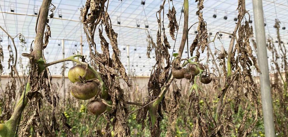 El hongo mildiu causa pérdidas de 780.000 euros al sector del tomate ...